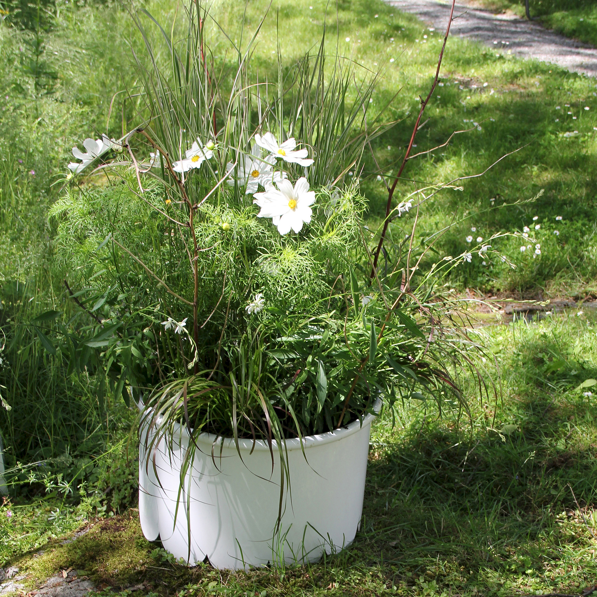 Daisy planter | Nola®